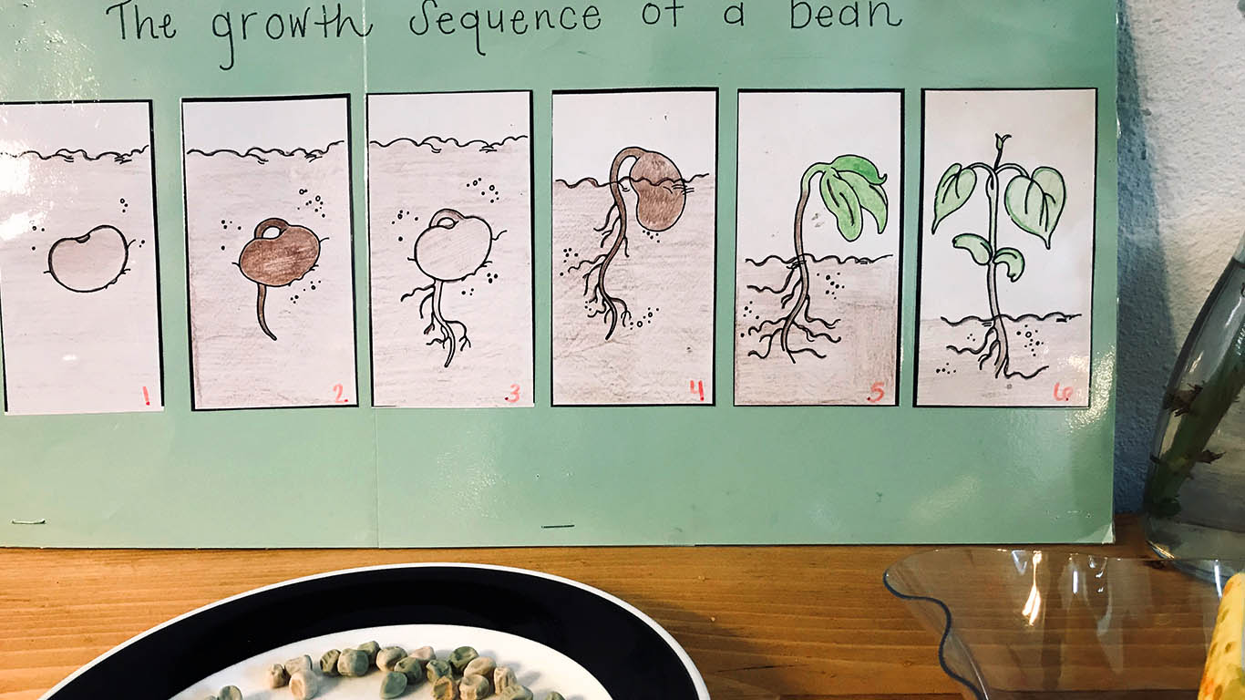 Growth Cycle of a Bean - The School of Montessori
